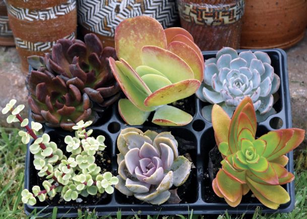 Southern Gardening: Succulents easily replace summer-weary plants - The ...