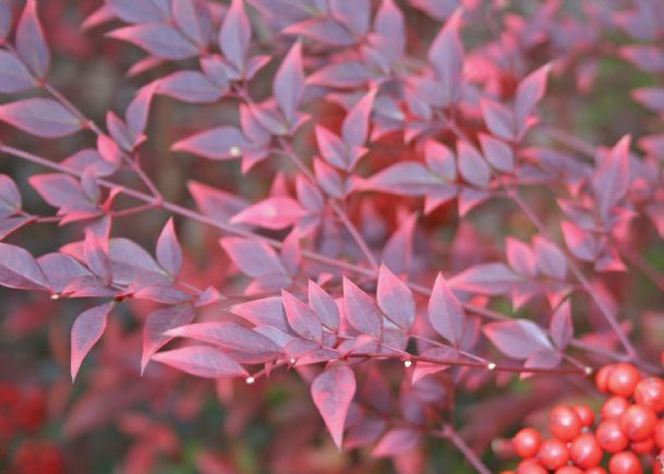 Southern Gardening: Use hardy nandina for winter colors - The Dispatch
