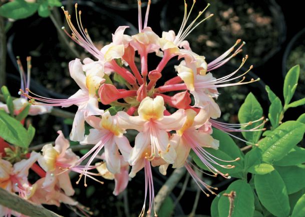 Southern Gardening: Native azaleas should shine bright this spring ...