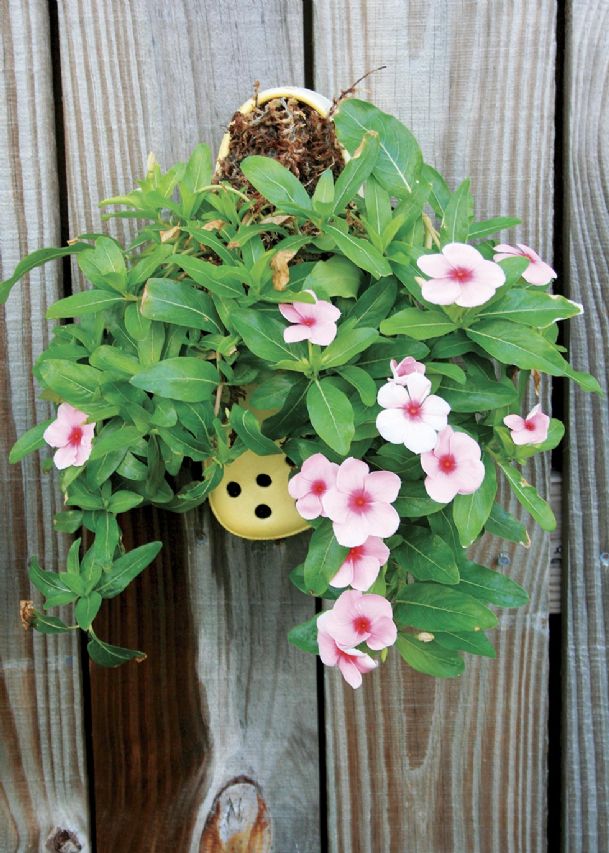 Southern Gardening: Colorful vincas thrive in summer landscapes - The ...