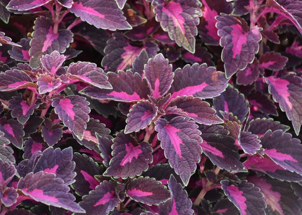 Southern Gardening: Colorblaze coleus is a 2020 Medallion plant - The ...