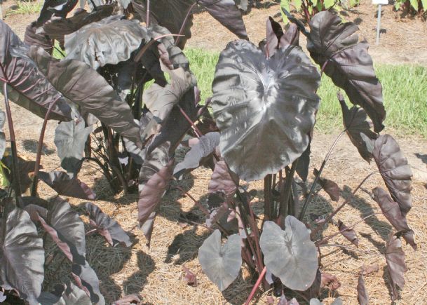 Southern Gardening: Elephant ears can add to garden color, texture ...