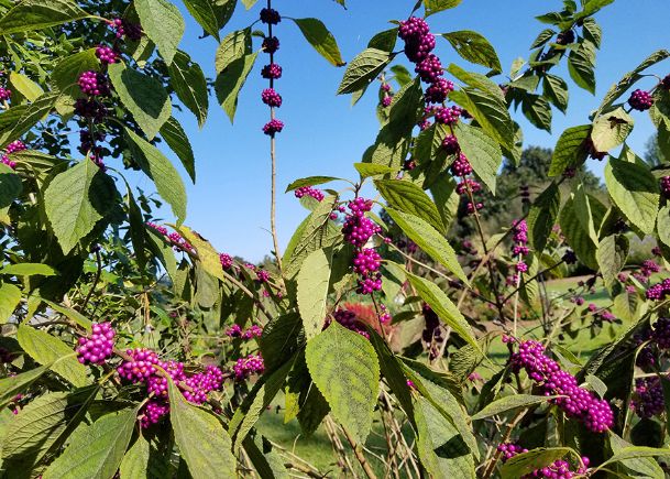 Southern Gardening: Use native beautyberry for fall landscape color ...