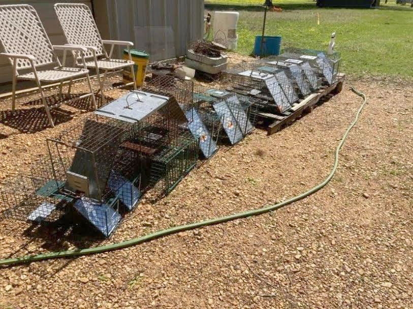Kitten season: Shelters implore communities to help curb a spring ...