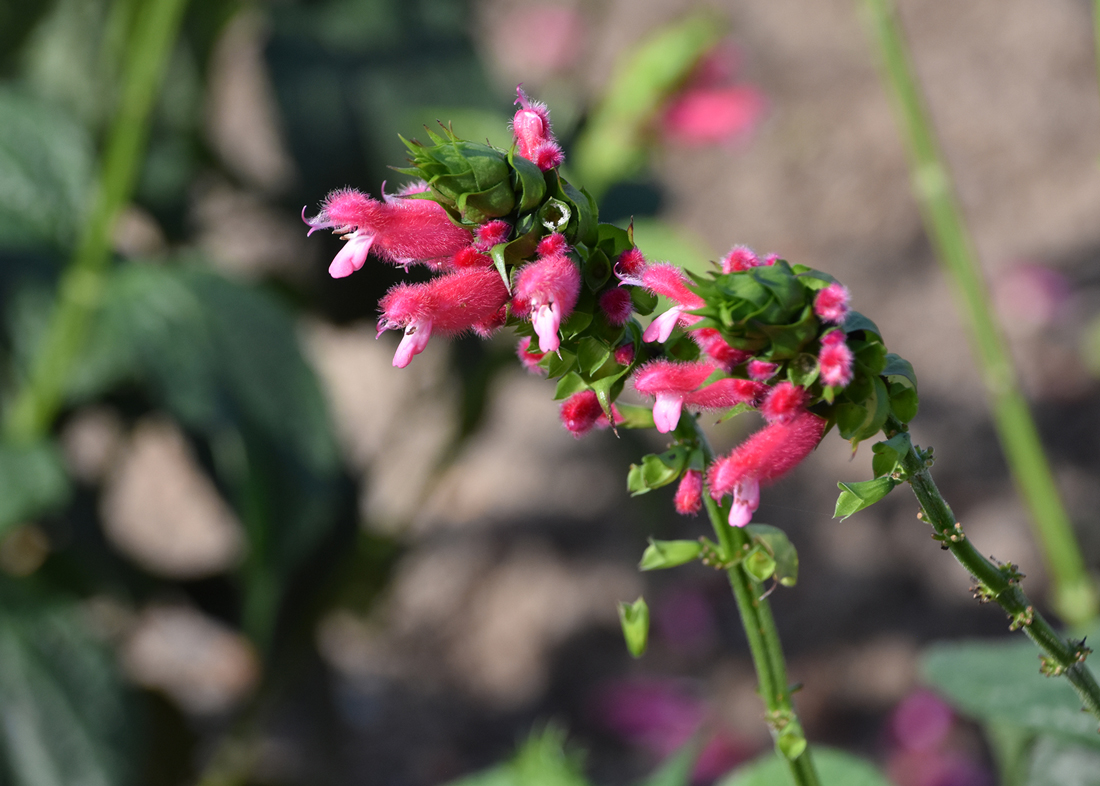 Southern Gardening: Perennial salvia add strong landscape color - The ...
