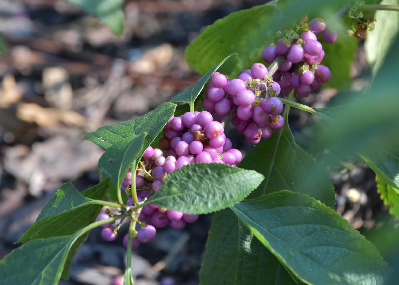 Southern Gardening: American beautyberry is excellent yard addition ...