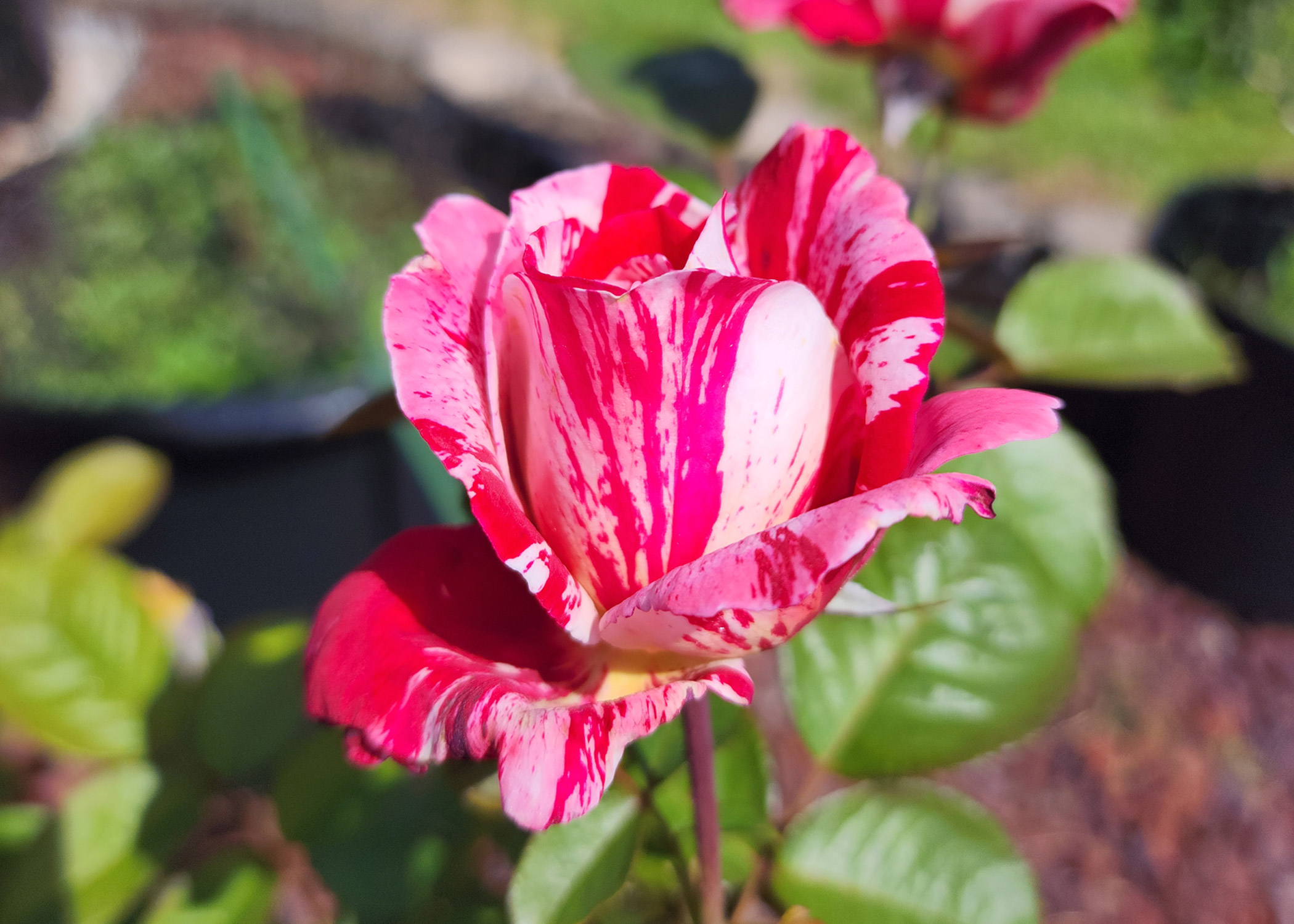 Southern Gardening: Try different rose growing methods - The Dispatch
