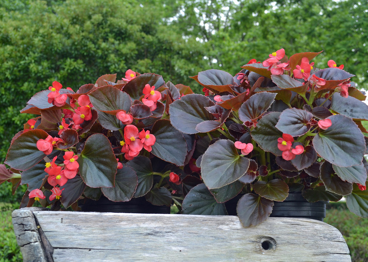 Southern Gardening: Begonias are good landscape choices - The Dispatch