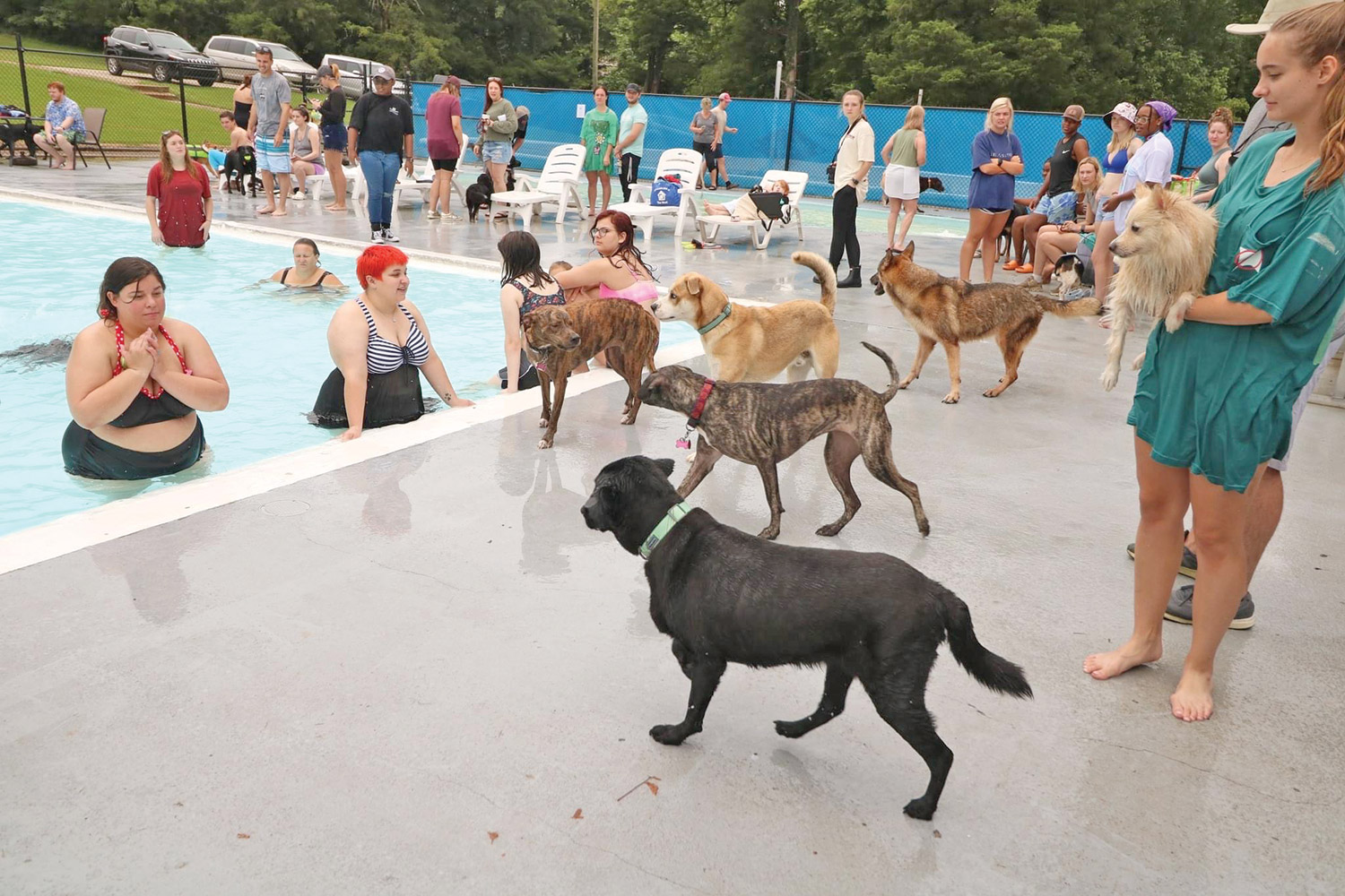 Dogs set to make a splash at Moncrief Pool this weekend - The Dispatch