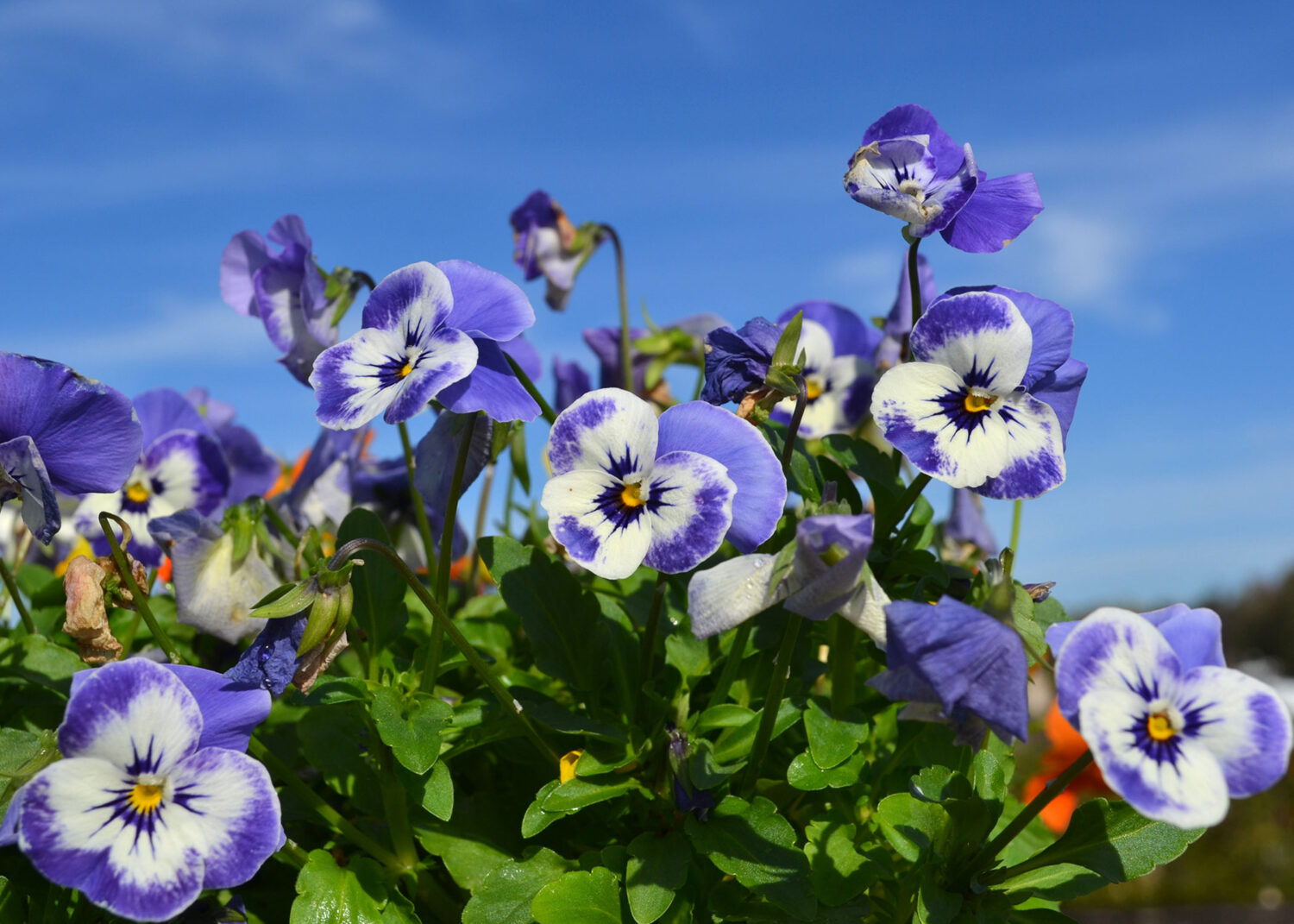 Southern Gardening: Use Sorbet violas in containers, landscape - The ...
