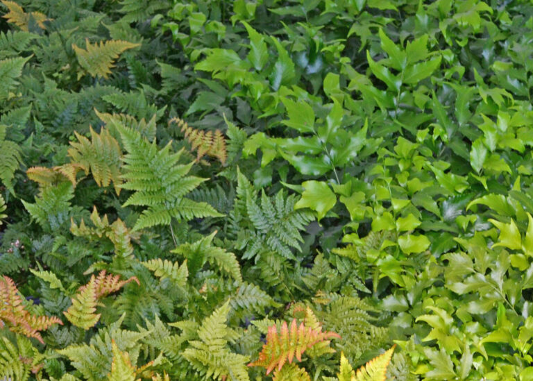 Southern Gardening: Use ferns to add beauty in shaded garden areas ...