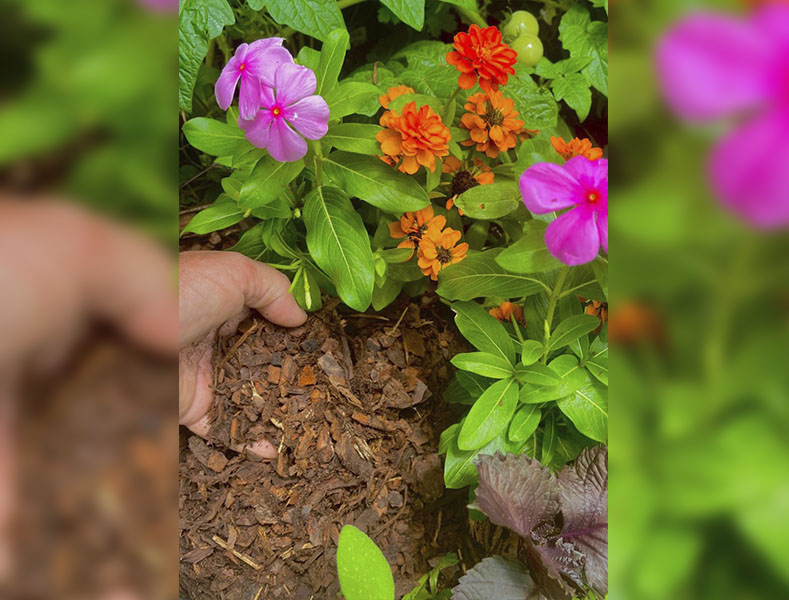 In the Garden with Felder: Mulching and other mundane tasks in the ...