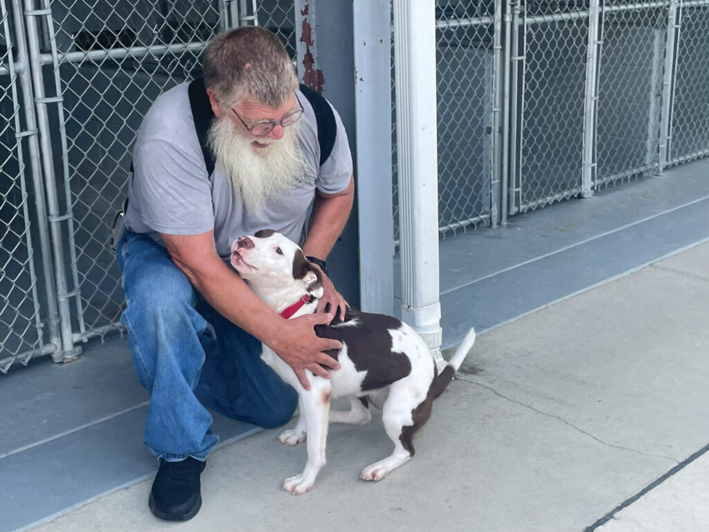 Animal shelters overwhelmed; heat making problem worse - The Dispatch