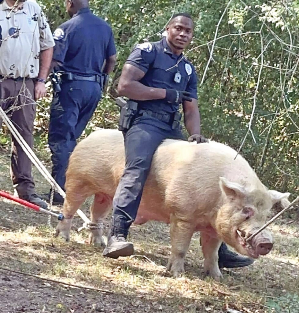 Escaped boar caught at day care, returned to owner - The Dispatch