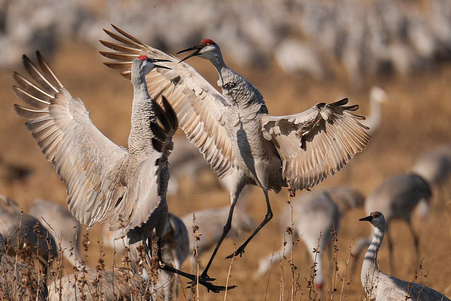 Alabama refuge is a paradise for birders and thousands of migrating ...