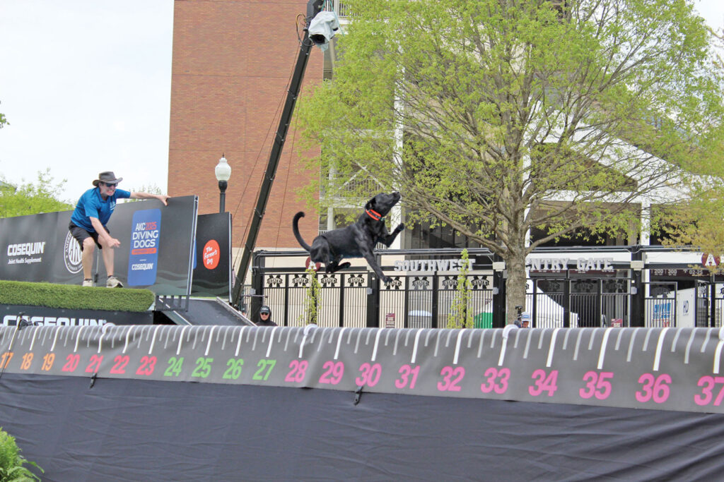 Dogs make a splash in MSU’s Junction during diving competition - The ...