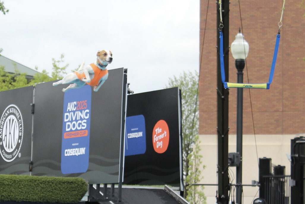 Dogs make a splash in MSU’s Junction during diving competition - The ...