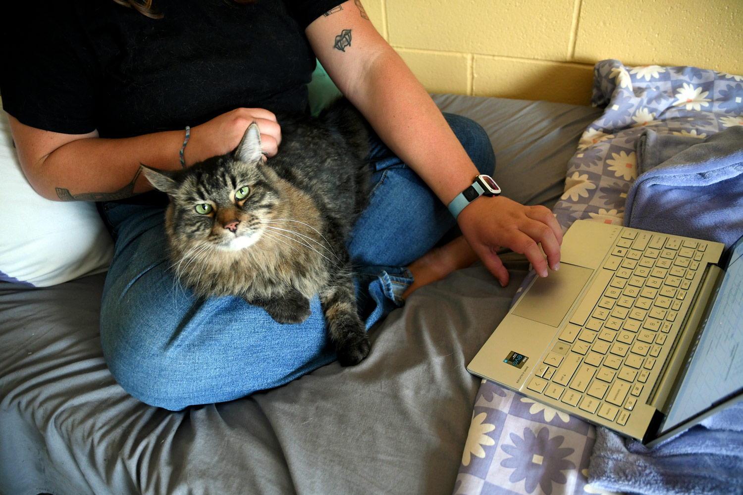 These colleges are welcoming pets in dorms to reduce students’ stress ...